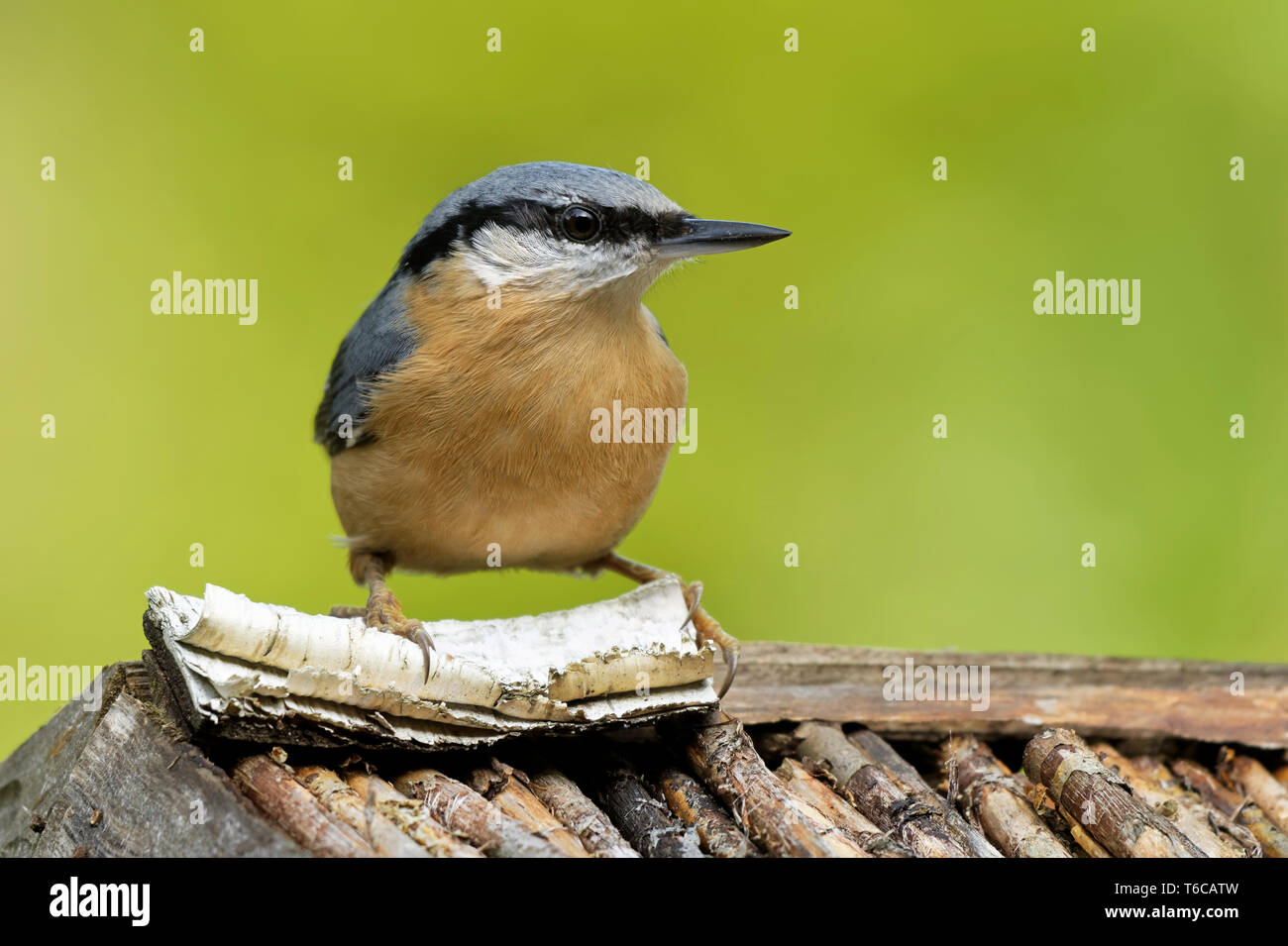 nuthatch on the bird house Stock Photo - Alamy