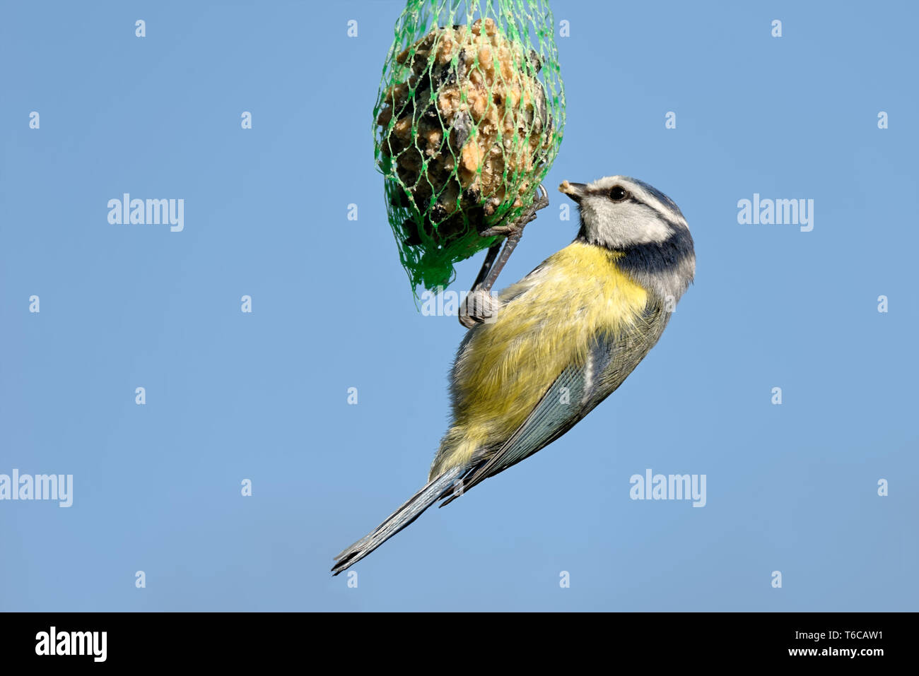 Blue tit with a fat ball Stock Photo - Alamy