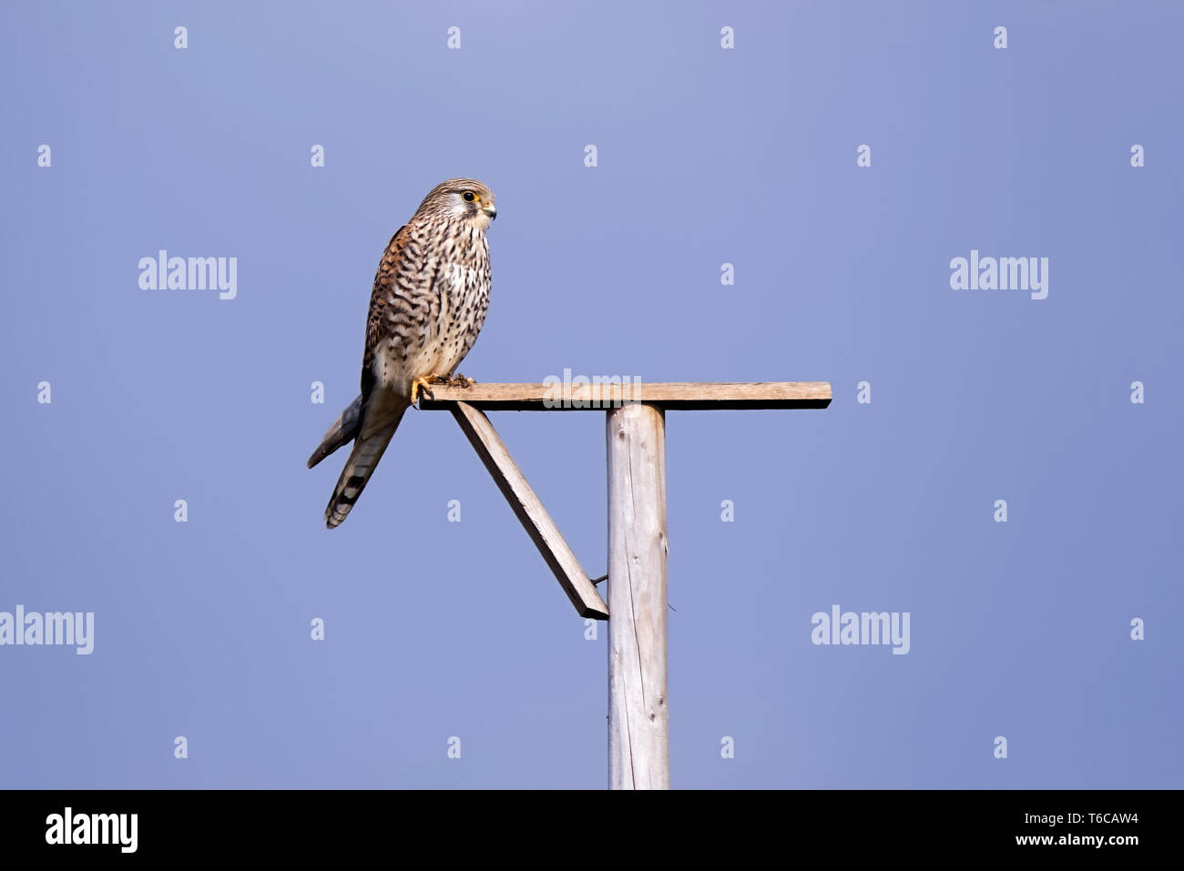 Common kestrel hi-res stock photography and images - Alamy
