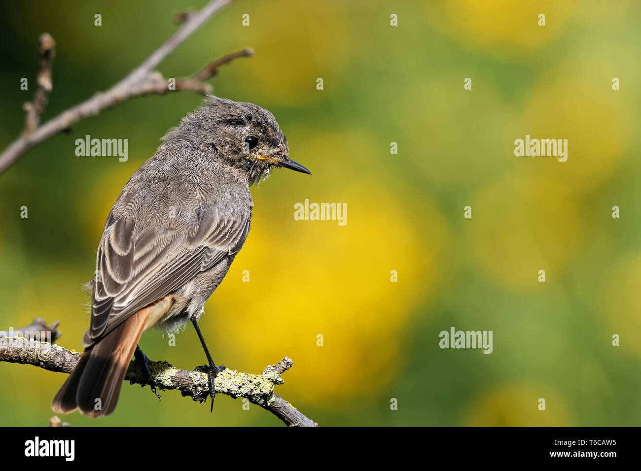 Young black redstart Stock Photo - Alamy