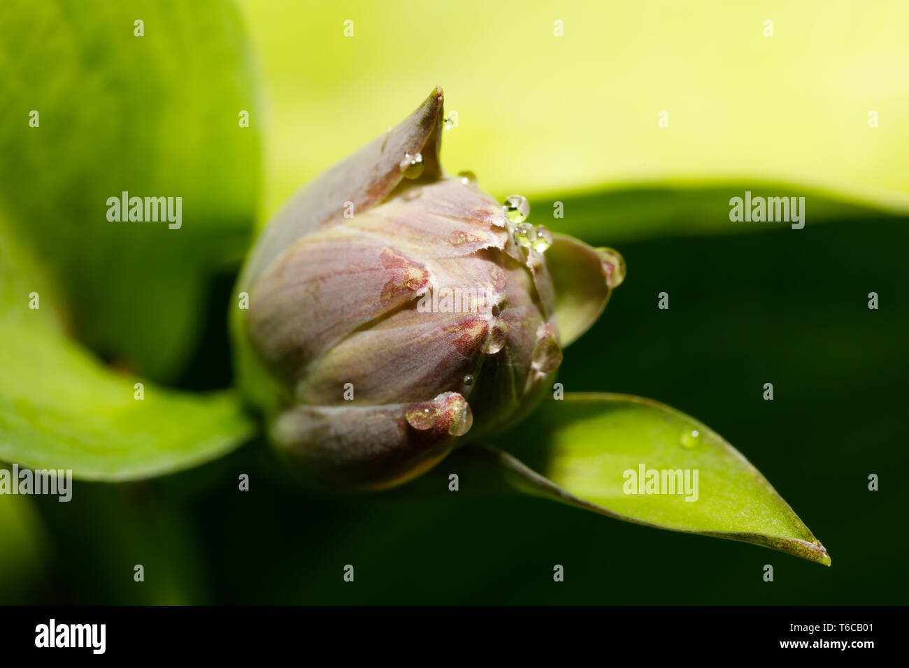 Green plant flower hi-res stock photography and images - Alamy