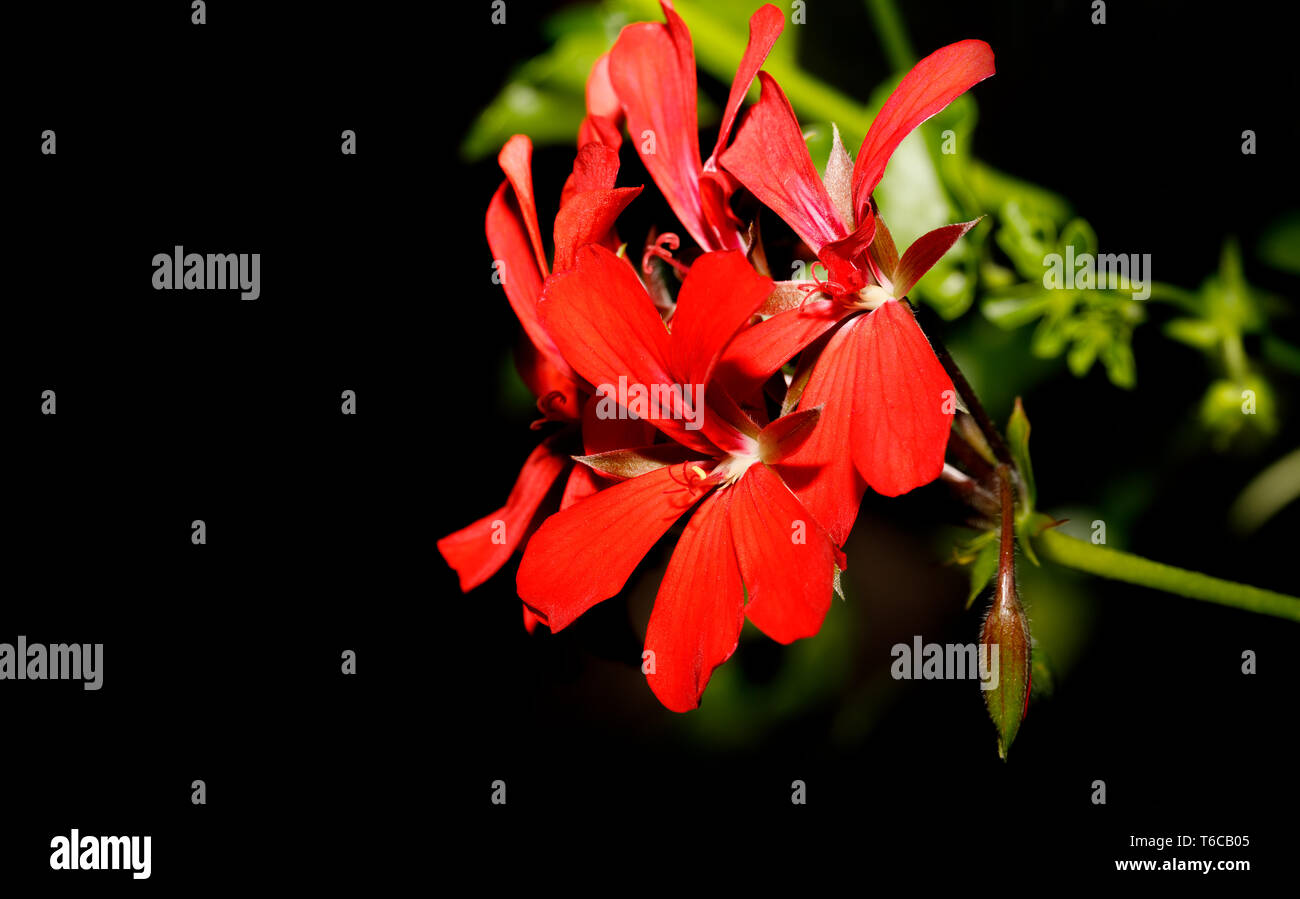 Vibrant red pelargonium flowers hi-res stock photography and images - Alamy