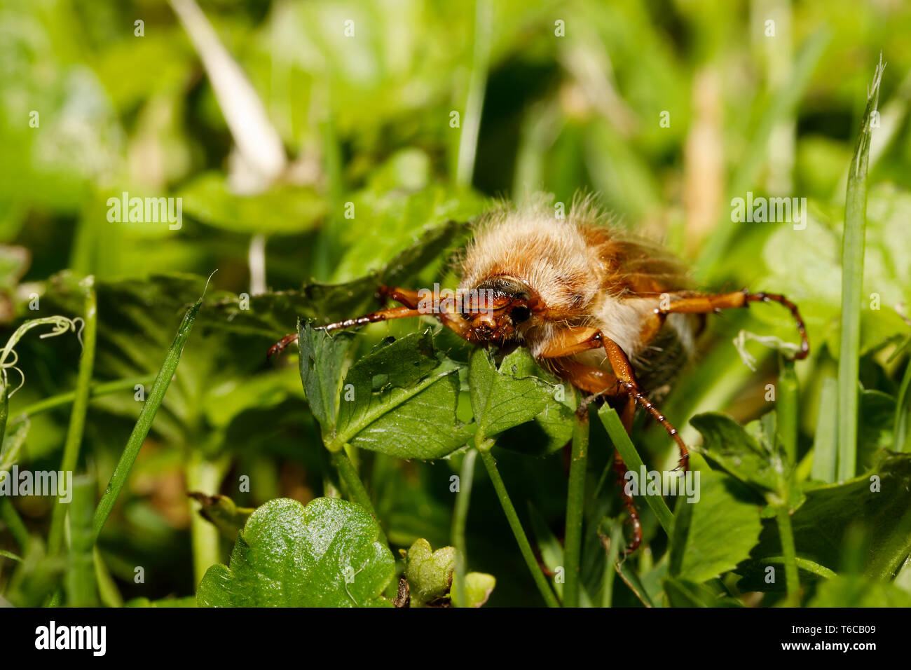 Common Cockchafer (Melolontha melolontha Stock Photo - Alamy