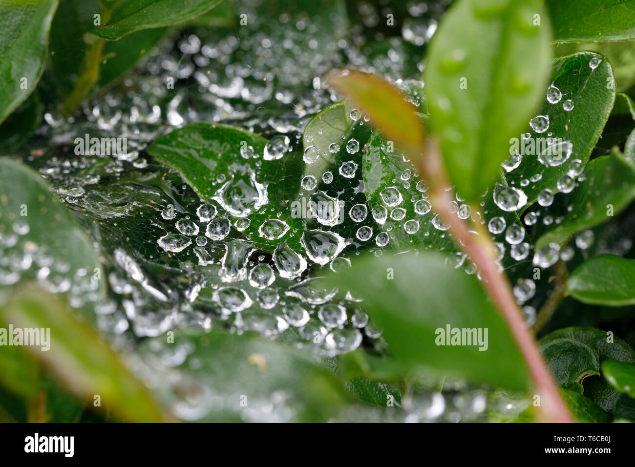 water drops on spider web Stock Photo - Alamy