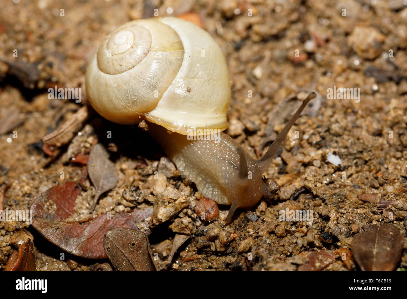 yellow small garden snail on ground Stock Photo - Alamy