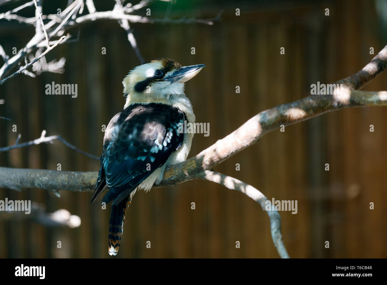 Bird laughing hi-res stock photography and images - Alamy