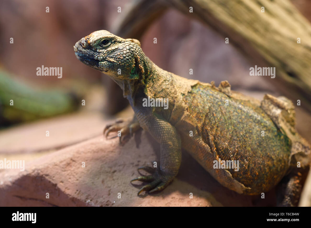 Agamidae lizards hi-res stock photography and images - Alamy