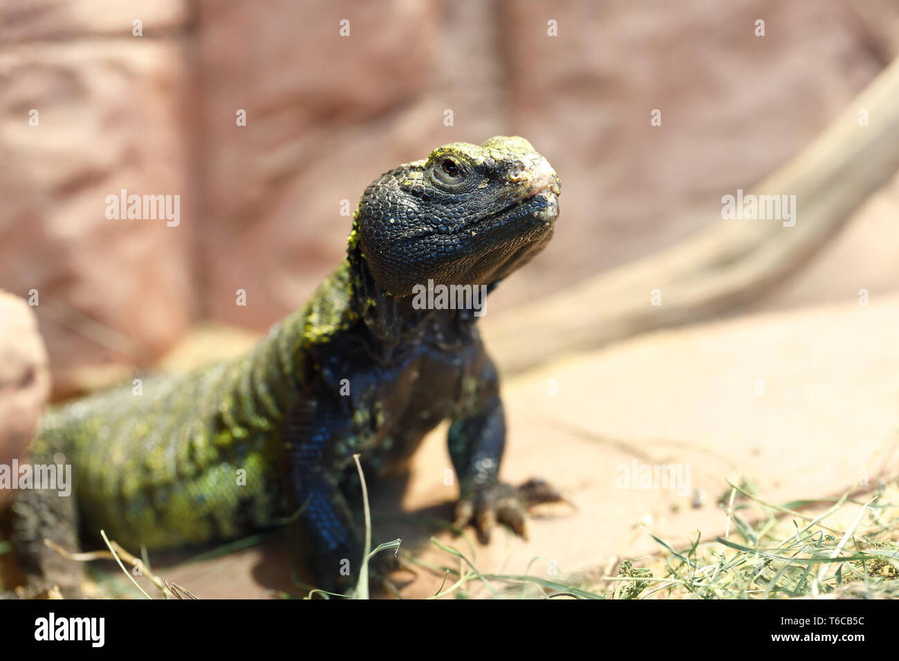 African spiny tailed agamid hi-res stock photography and images - Alamy