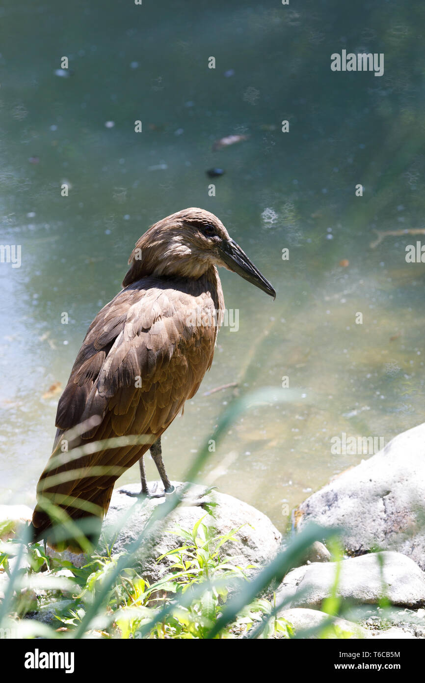 bird Hamerkop (Scopus umbretta Stock Photo - Alamy