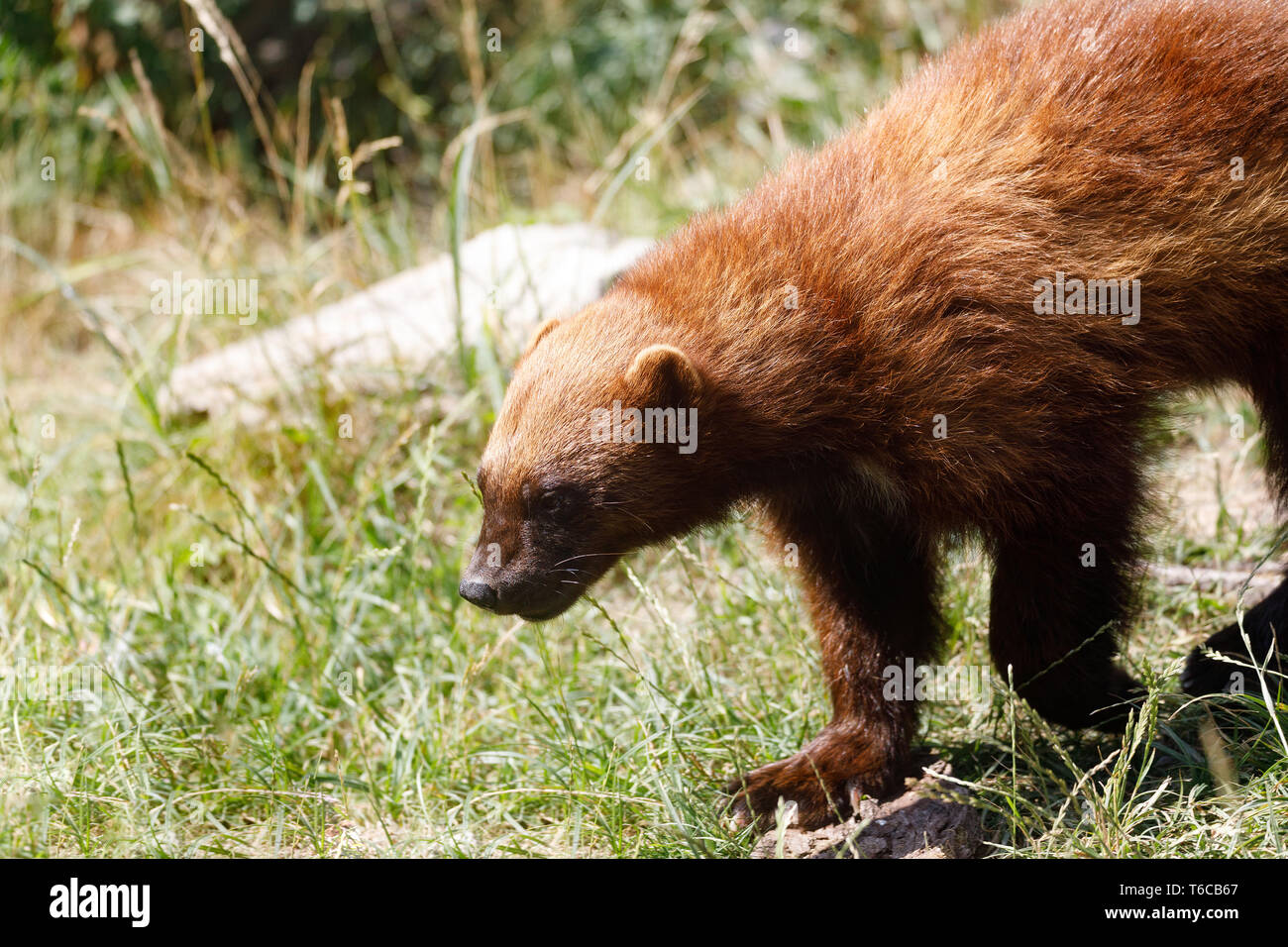Wolverine glutton carcajou gulo gulo hi-res stock photography and ...