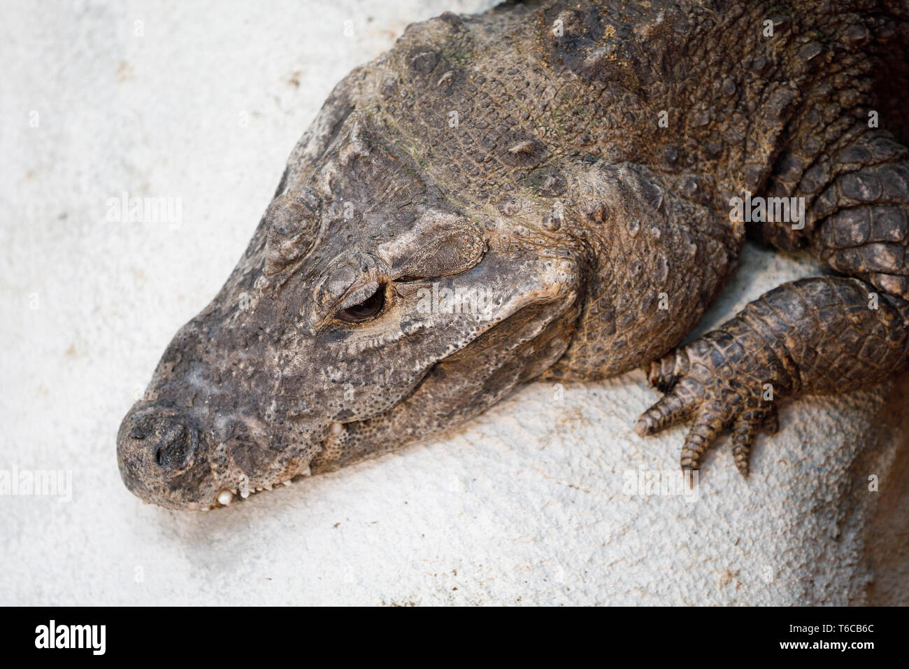 dwarf crocodile (Osteolaemus tetraspis Stock Photo - Alamy
