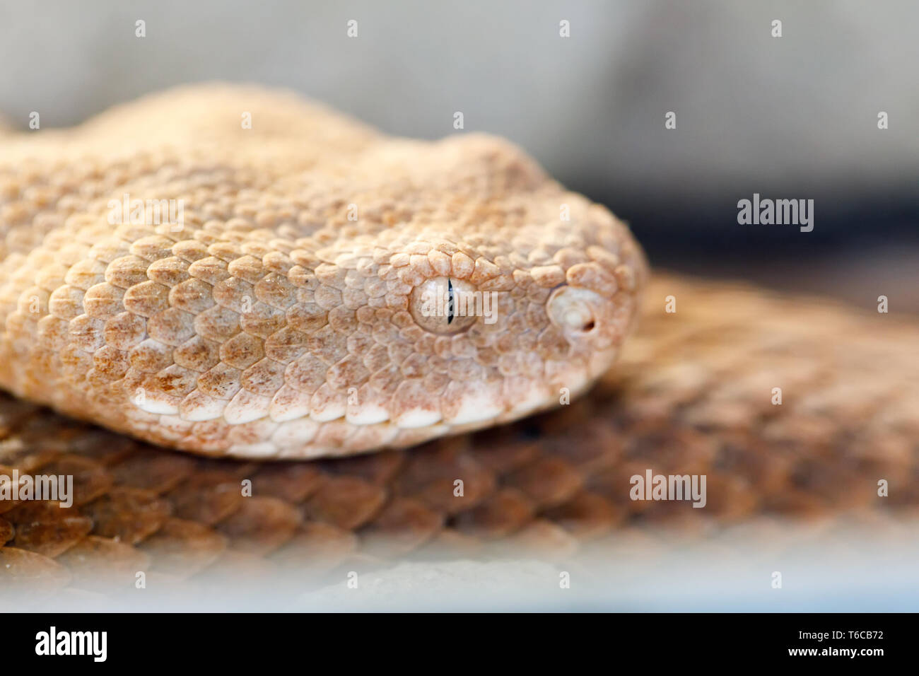 Milos viper (Macrovipera schweizeri) venomous viper Stock Photo - Alamy
