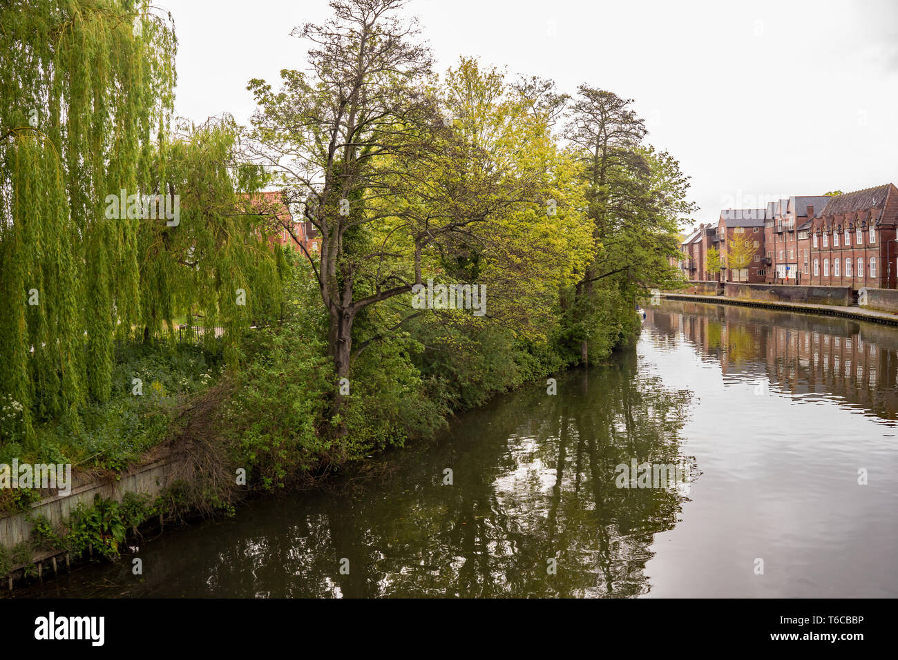 The River Wensum in the centre of the city of Norwich and the tree ...