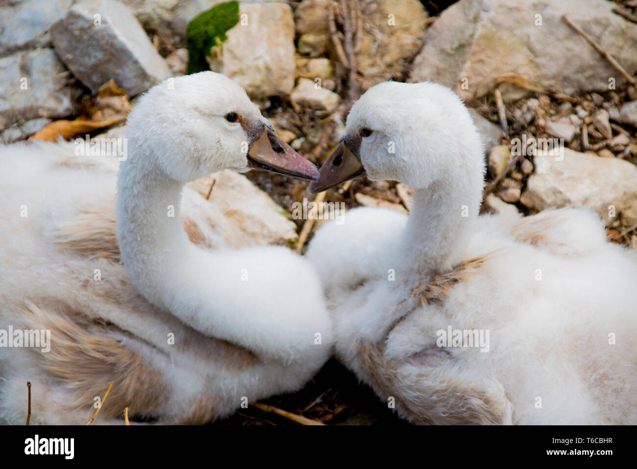 Doves mating hi-res stock photography and images - Alamy