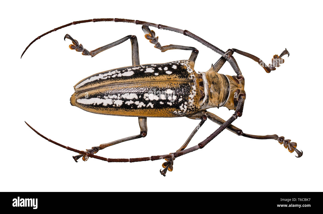 beetle batocera wallacei in frame isolated on white background Stock ...