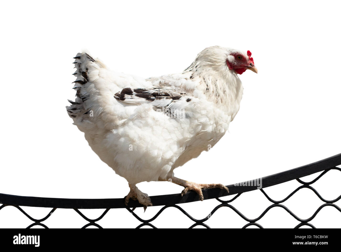 Young white hen isolated on white background Stock Photo - Alamy