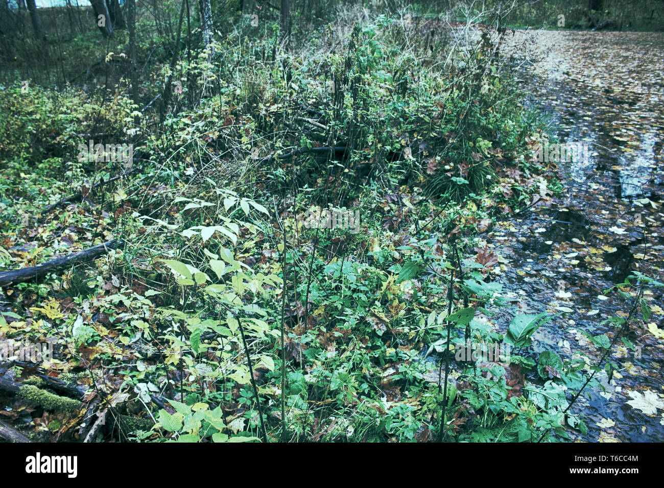 Abandoned old Park with a pond, deck, streams, ancient trees, garden ...