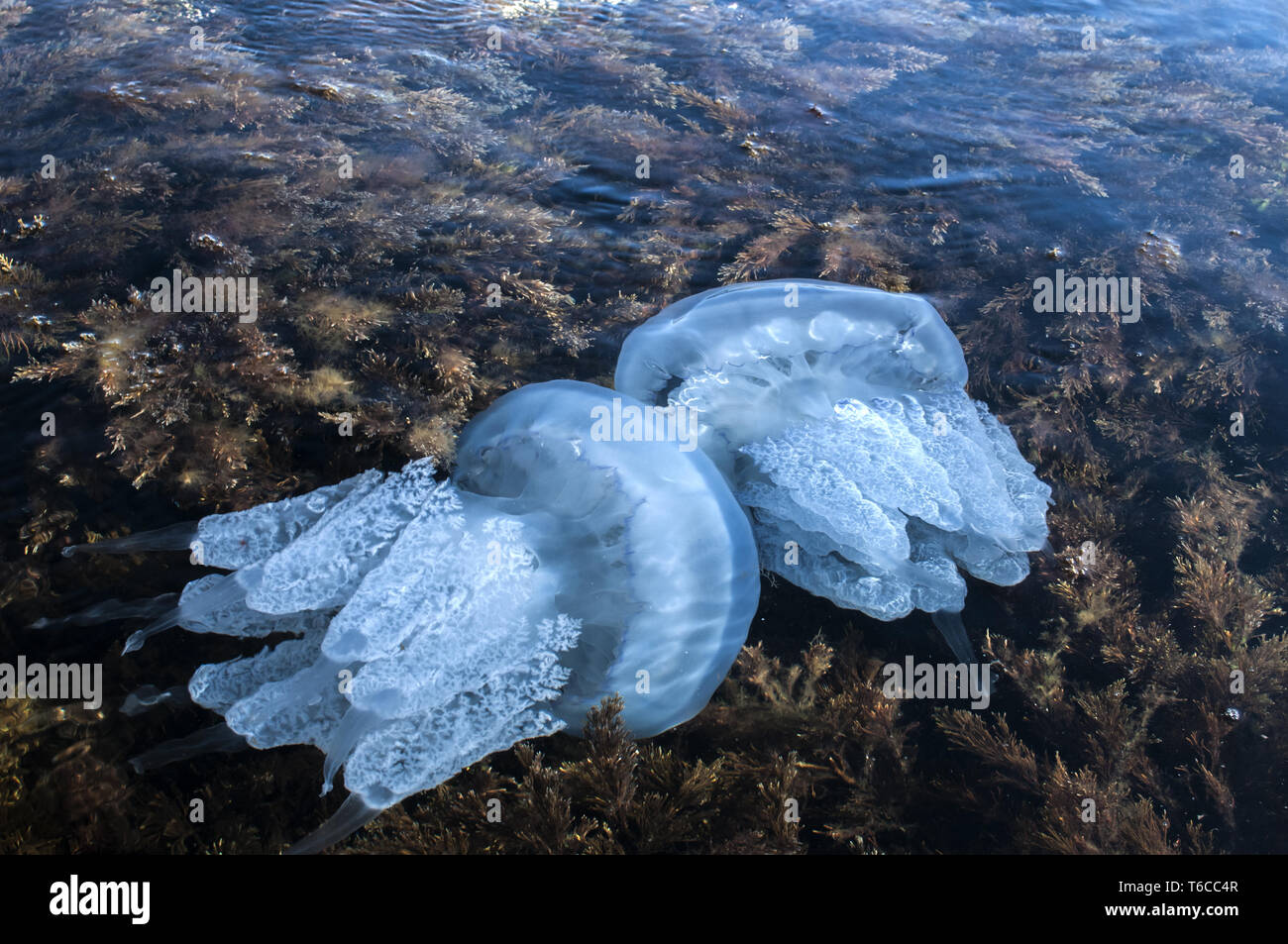 Jellyfish among algae in sea waters Stock Photo - Alamy