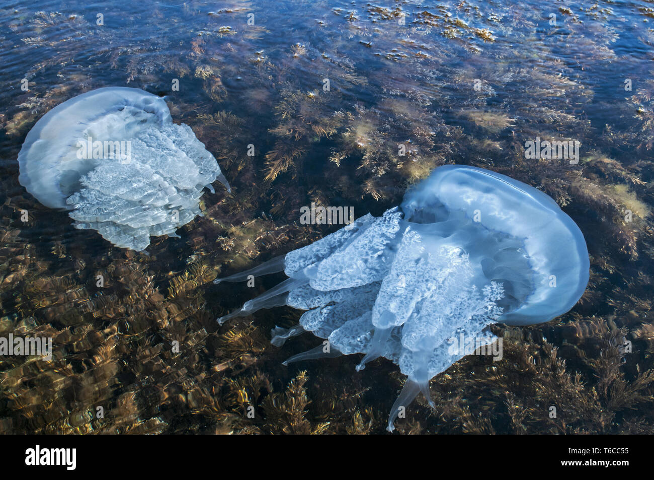 Jellyfish among algae in sea waters Stock Photo - Alamy