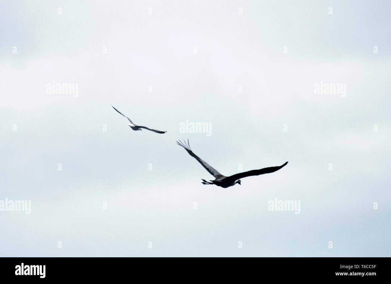Crane and Seagull. Joint flight in an unusual perspective Stock Photo ...