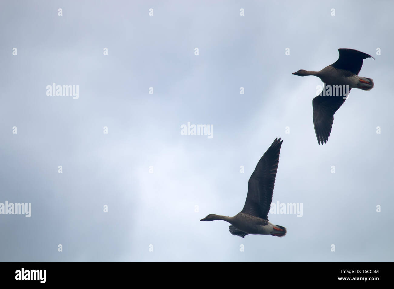Forest-breeding bean goose (Anser fabalis fabalis) - couple (male is ...