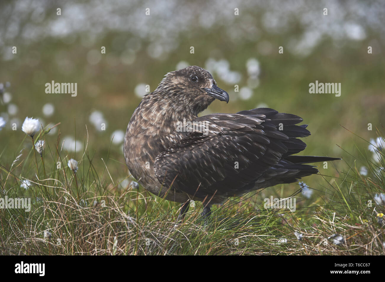 bonxie, Stercorarius skua Stock Photo - Alamy