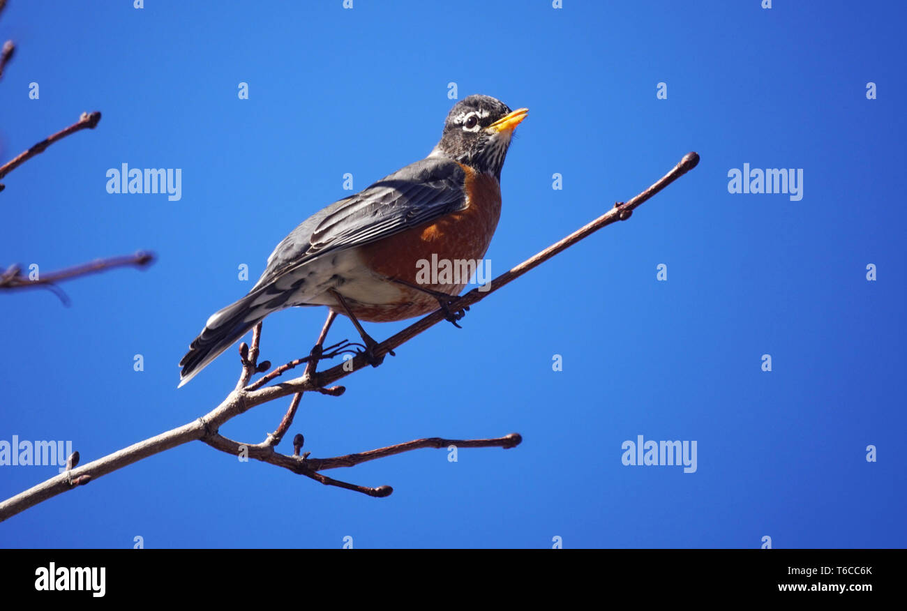 Montreal, Canada,April 17, 2019.An American robin perched on a tree ...