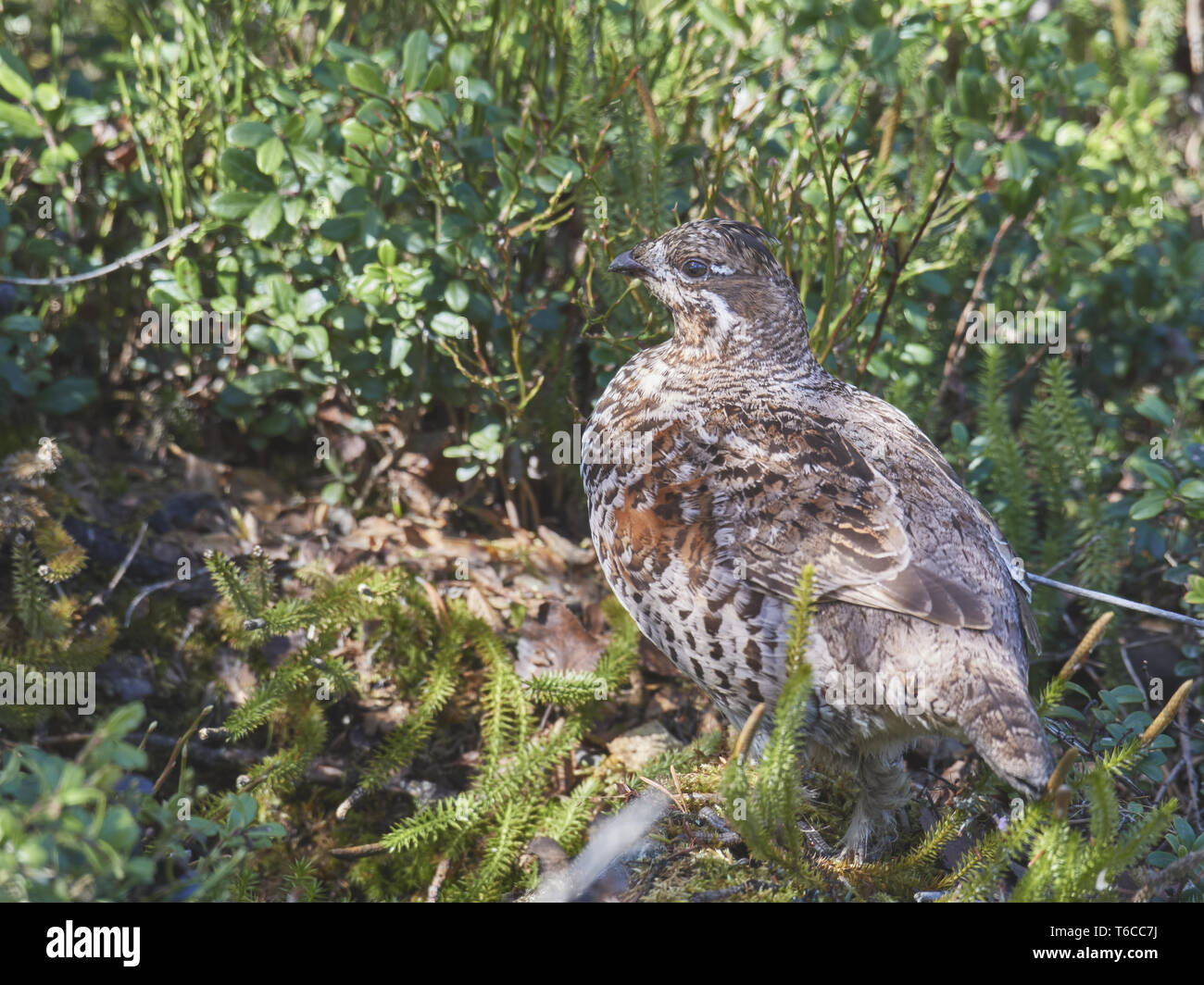 hazel grouse (Tetrastes bonasia) or hazel hen Stock Photo - Alamy