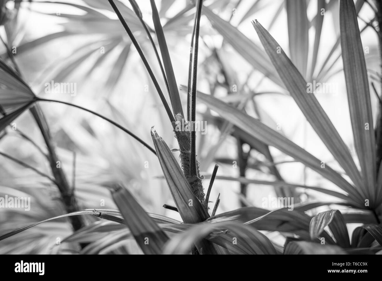 Indoor tropical tree hi-res stock photography and images - Alamy