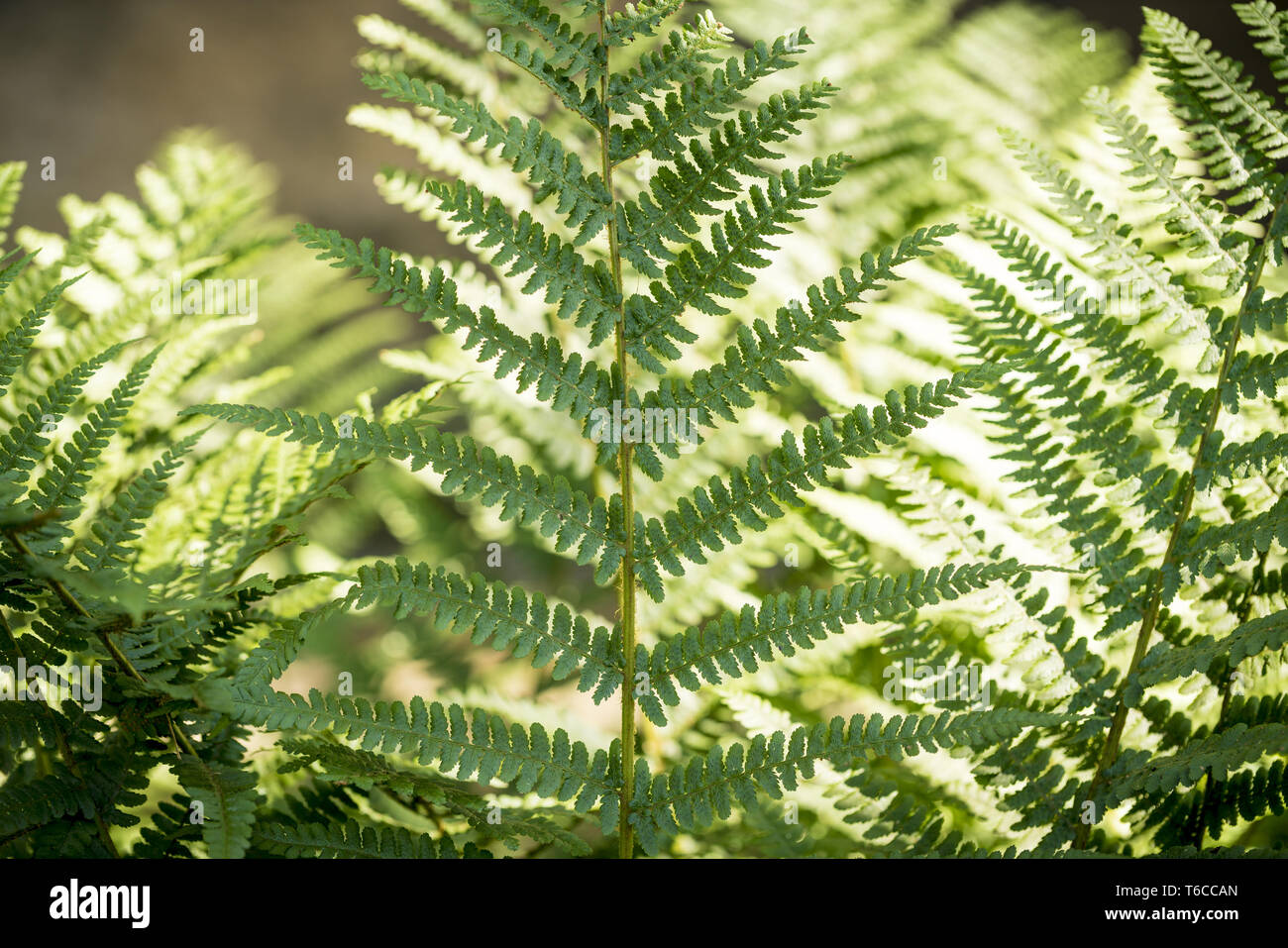 Garden fern close up hi-res stock photography and images - Alamy