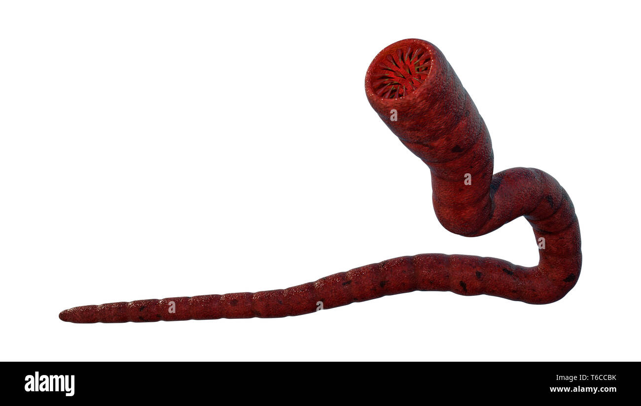 3D rendering of a fictional worm isolated on white background Stock ...