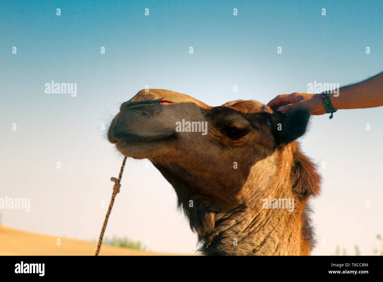 Arrogant proud camel dromader on the background of dunes. Portrait in ...