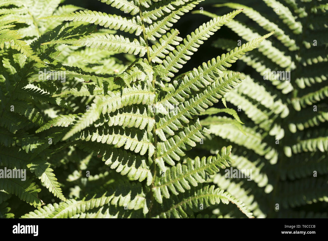close up of a fern in spring Stock Photo - Alamy