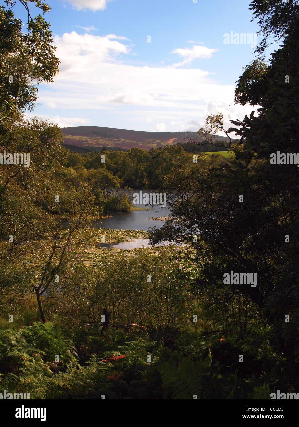 Loch Kinord, in the Muir of Dinnet National Nature Reserve, Scotland ...