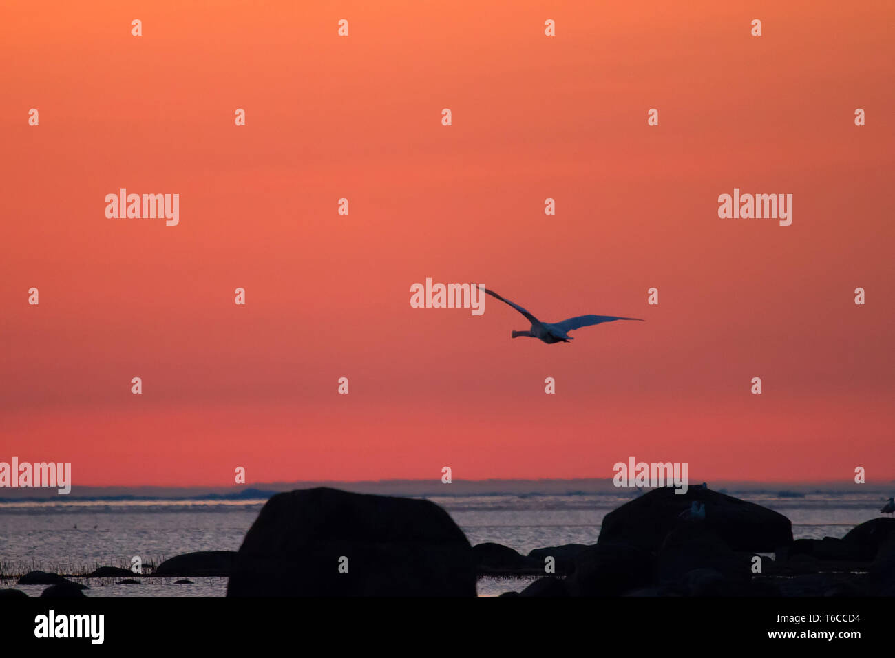 Flying swans against dramatically sunset sky, beautiful sunset. Swan ...