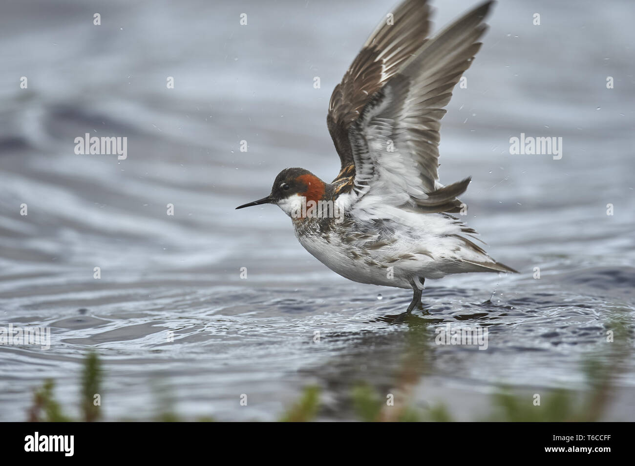 Charadriiformes phalaropus lobatus hi-res stock photography and images ...