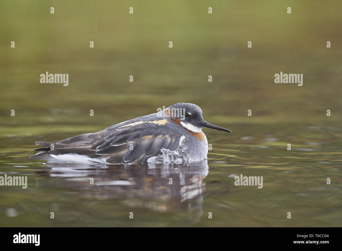 Red-necked phalarope, Phalaropus lobatus Stock Photo - Alamy