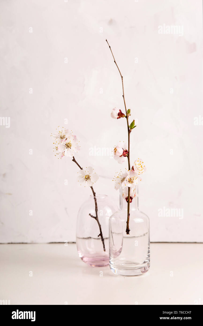 Two small glass modern vases with branches of flowering trees on a ...