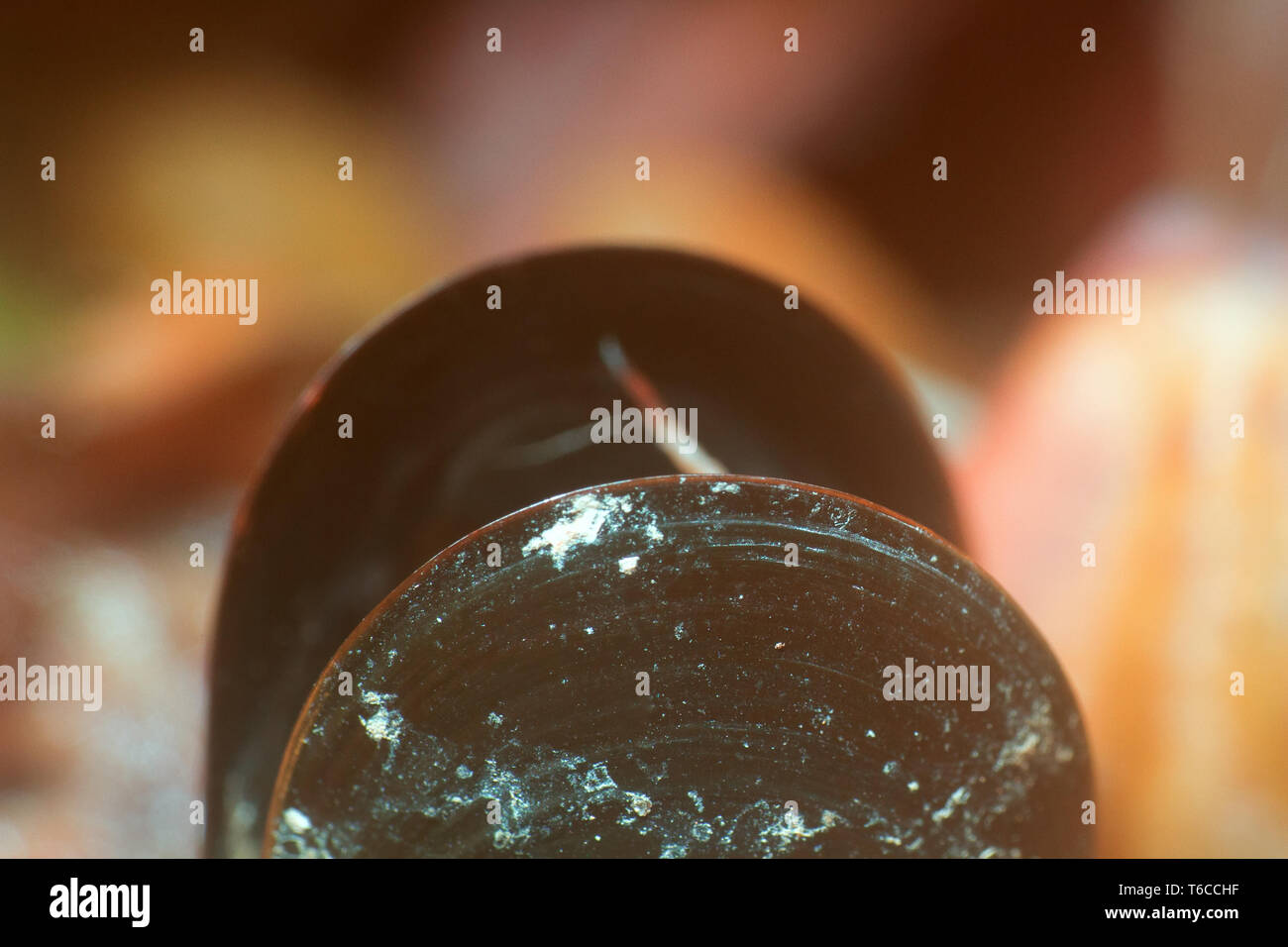 Razorshell shell hi-res stock photography and images - Alamy