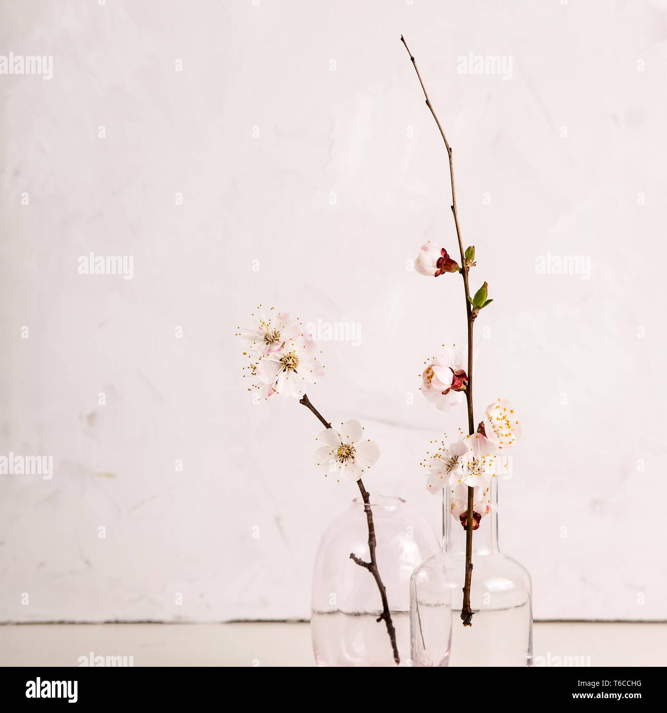 Two small glass modern vases with branches of flowering trees on a ...
