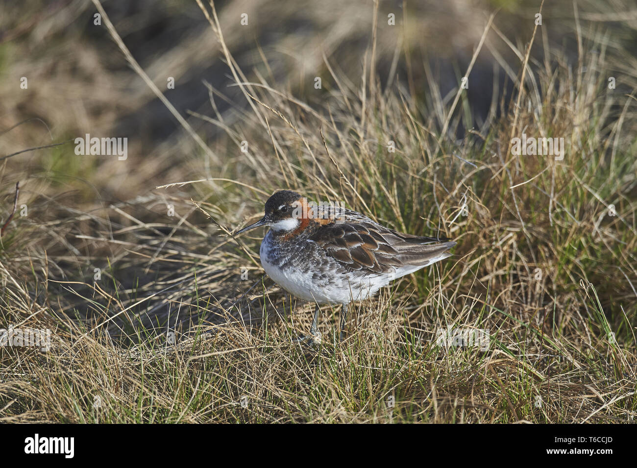Red-necked phalarope, Phalaropus lobatus Stock Photo - Alamy