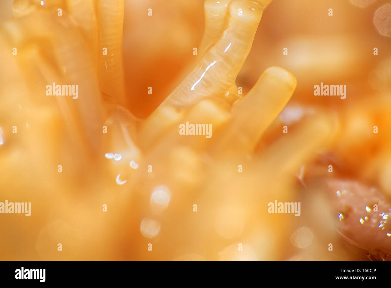 starfish ultra macro beam hand with suction cups. marine animals of the ...