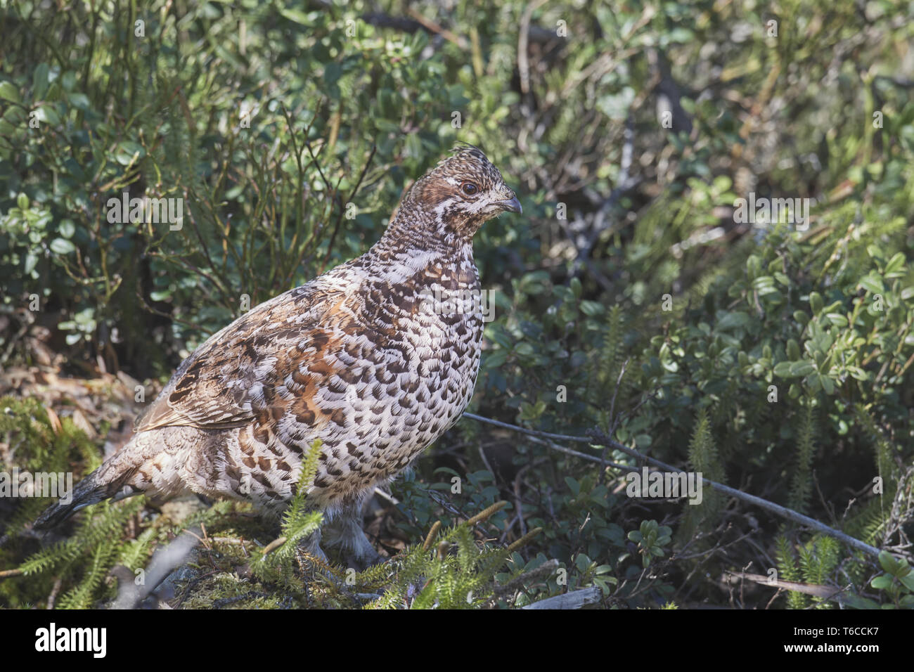 hazel grouse (Tetrastes bonasia) or hazel hen Stock Photo - Alamy