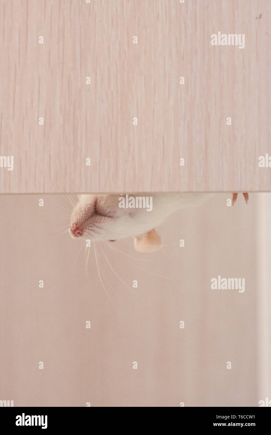 mouse concept, rat concept, white rat, beautiful, fluffy, animals Stock ...