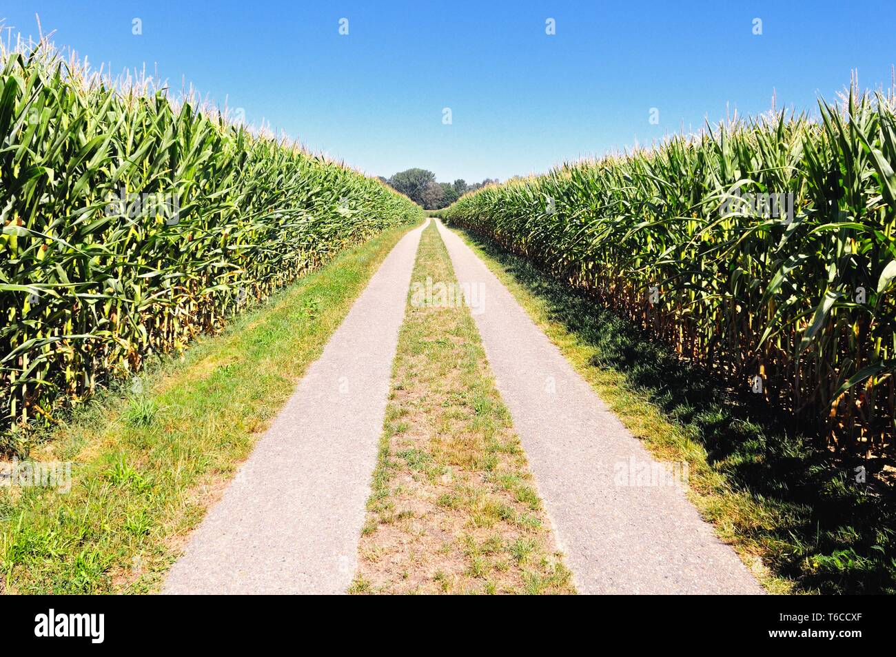 Road corn hi-res stock photography and images - Alamy