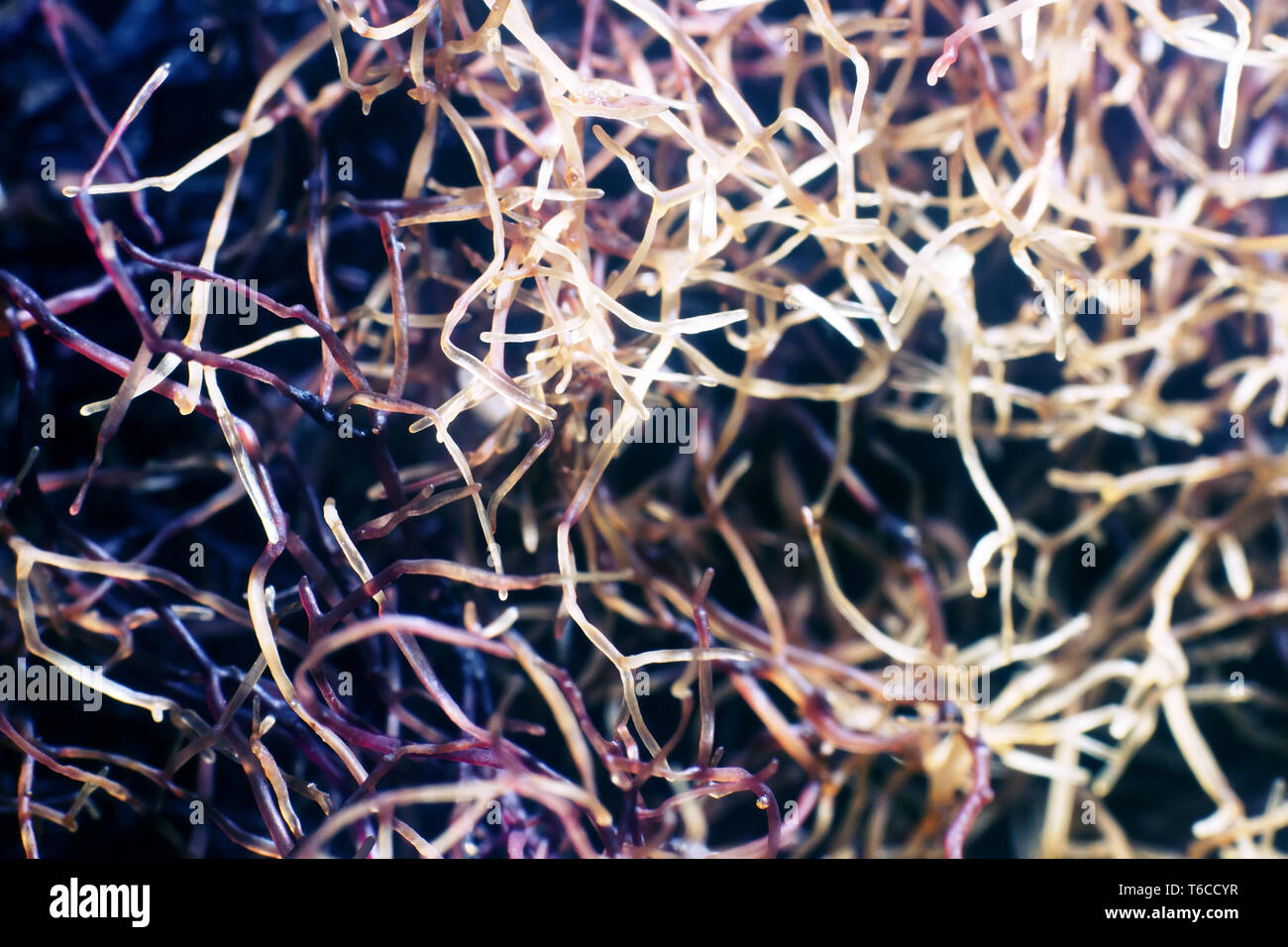 Filamentous thallus hi-res stock photography and images - Alamy