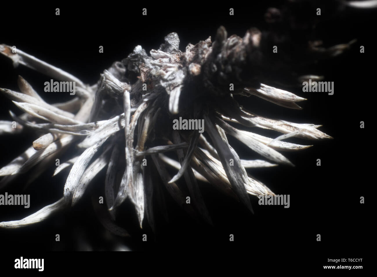 Gnarled stick hi-res stock photography and images - Alamy