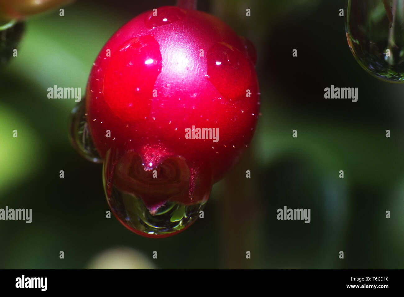 Red berries cranberries with drops of dew. Unexpected ultra macro look ...