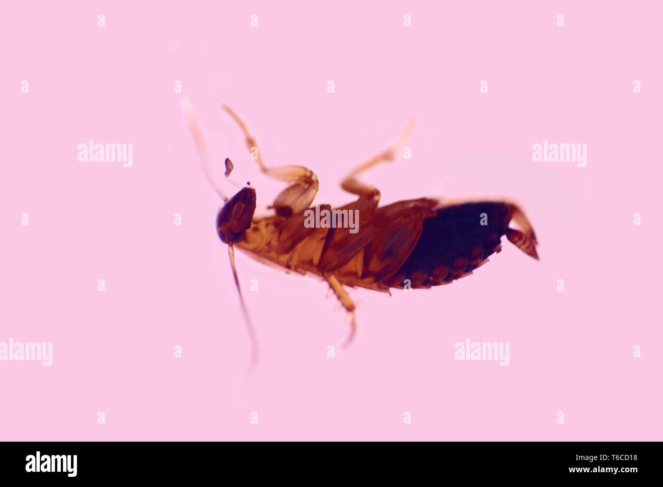 Forest cockroach (wild) from the black sea mountains. Ultra macro ...