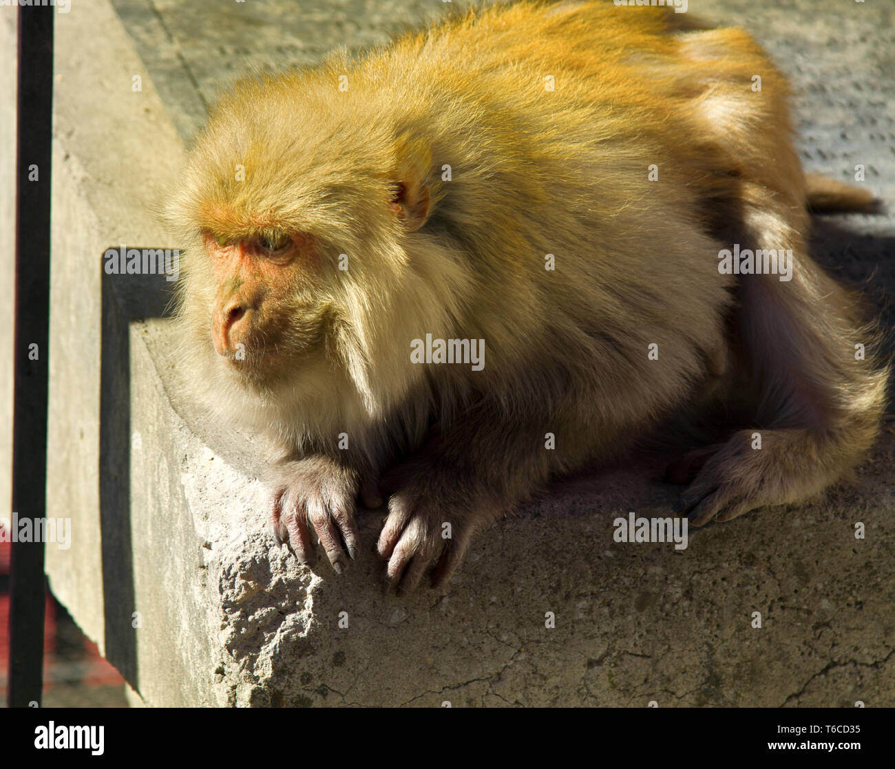 Rhesus monkeys in town. India Stock Photo - Alamy